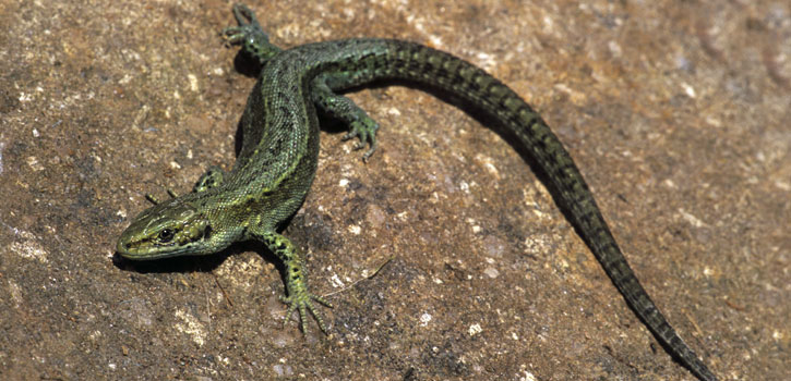 Moorland Exploration Guided Walk – Half or whole day guided walk to the ...